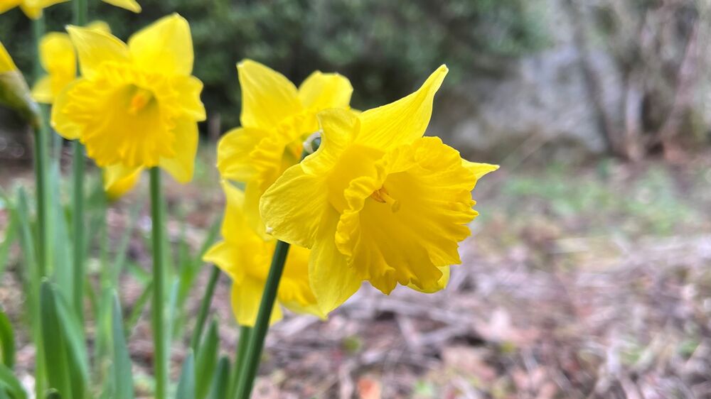PLANTS project: five favourite daffodil… | National Trust for Scotland