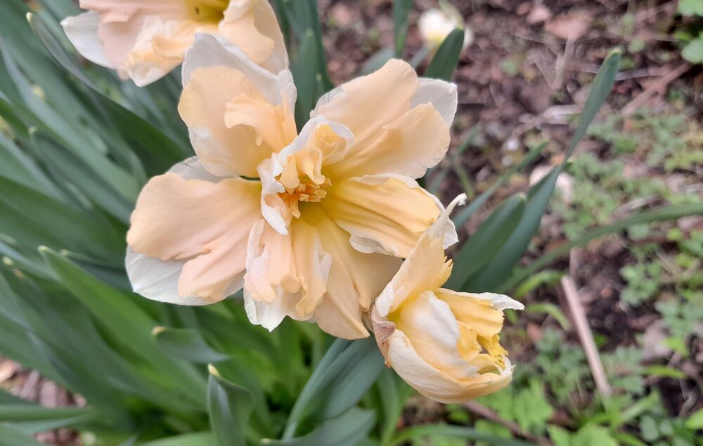 PLANTS project: five favourite daffodil… | National Trust for Scotland