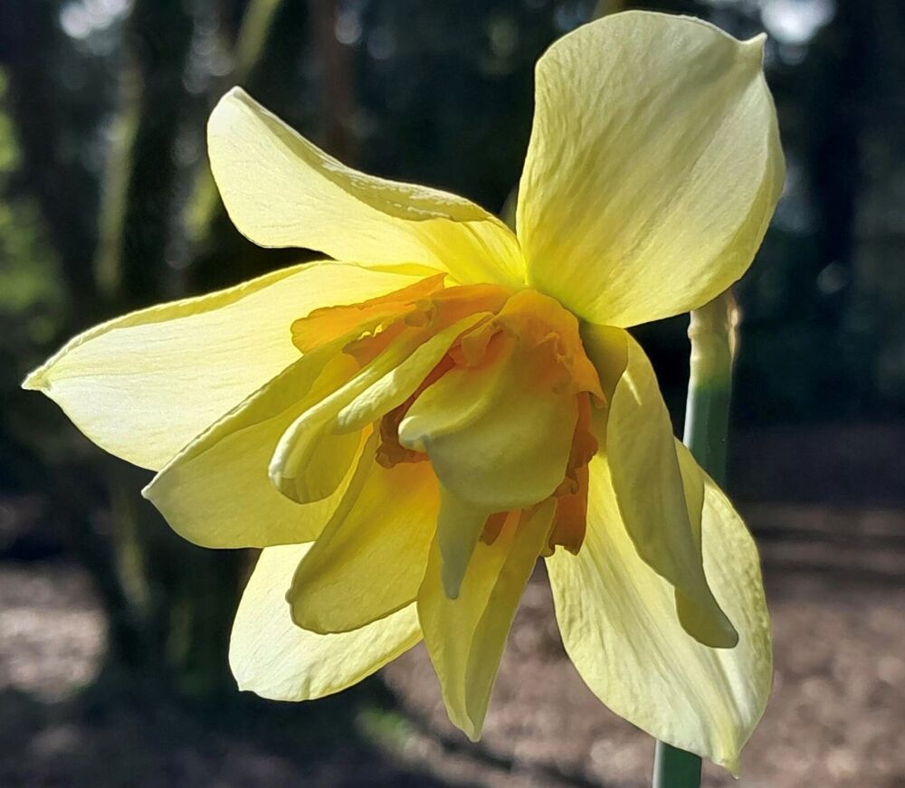 PLANTS project: five favourite daffodil… | National Trust for Scotland