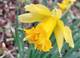 Donate a Daffodil | National Trust for Scotland