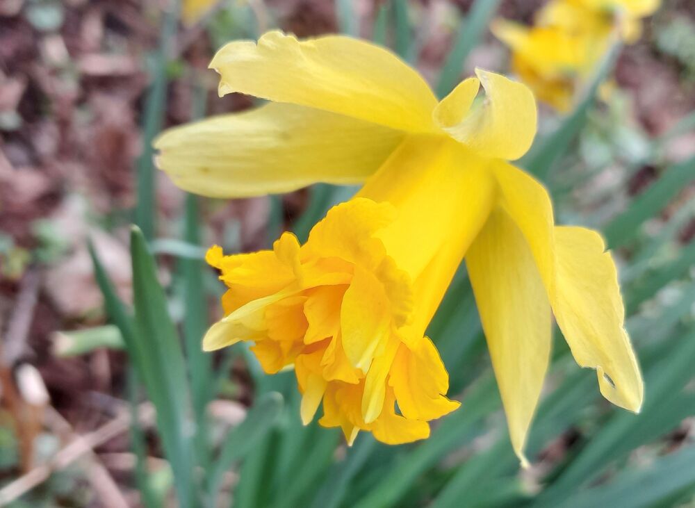 PLANTS project: five favourite daffodil… | National Trust for Scotland