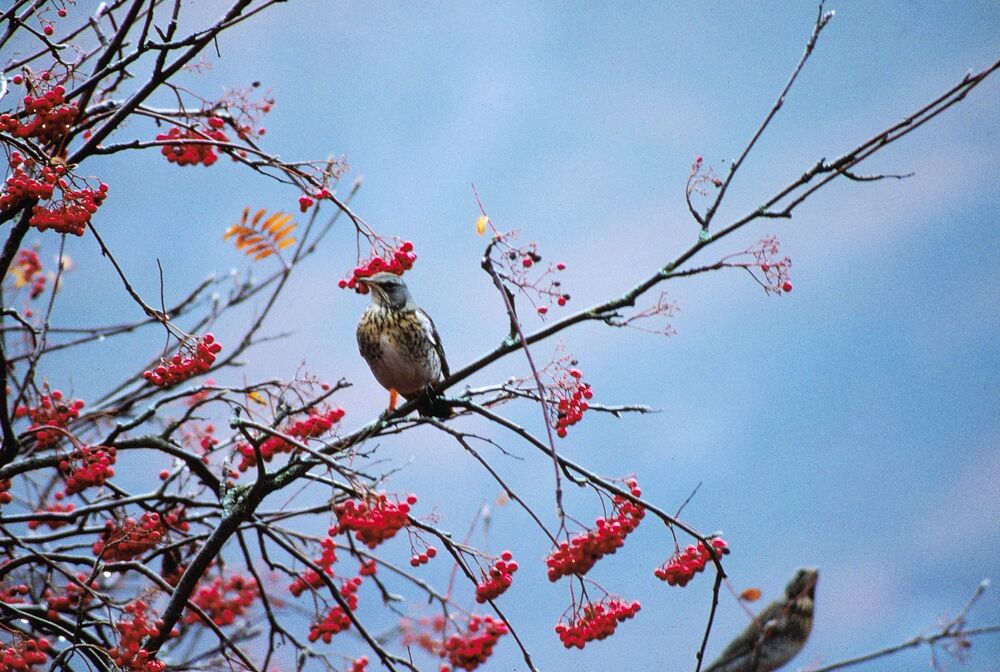 How high can a tree grow? | National Trust for Scotland