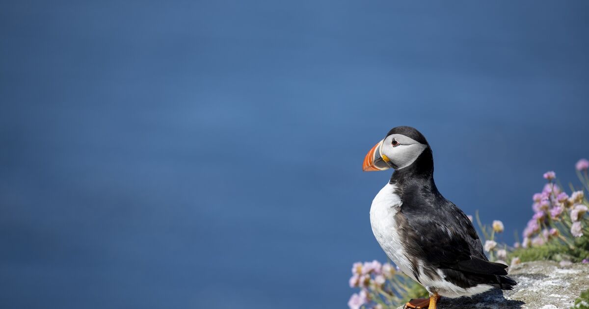 Seabirds | National Trust for Scotland
