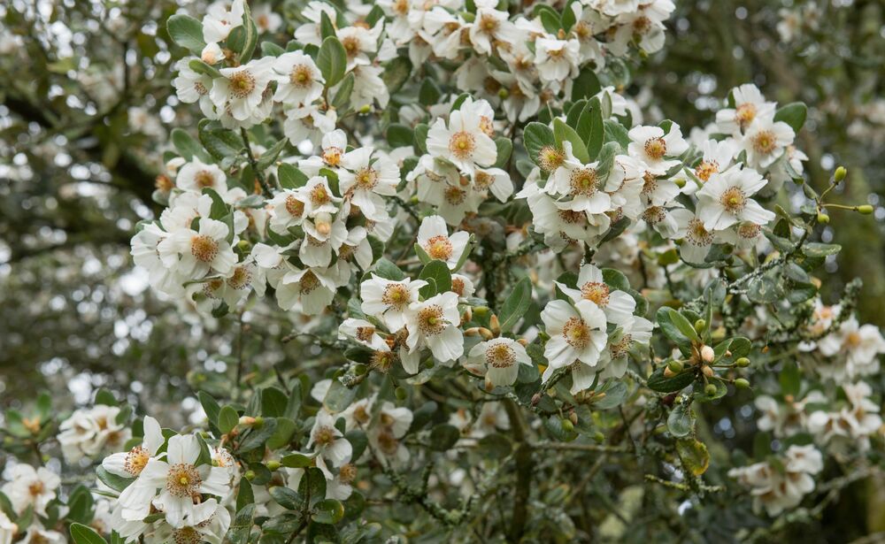 Three favourite summer plants for the… | National Trust for Scotland