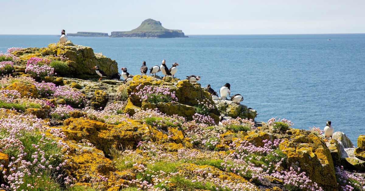 Treshnish Isles | National Trust for Scotland
