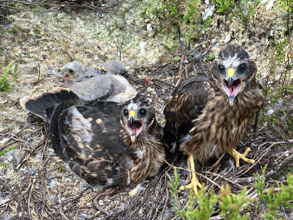 Birds of prey breeding success | National Trust for Scotland