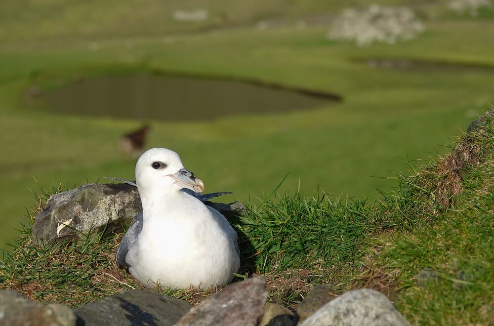 Significant seabird census completed at… | National Trust for Scotland