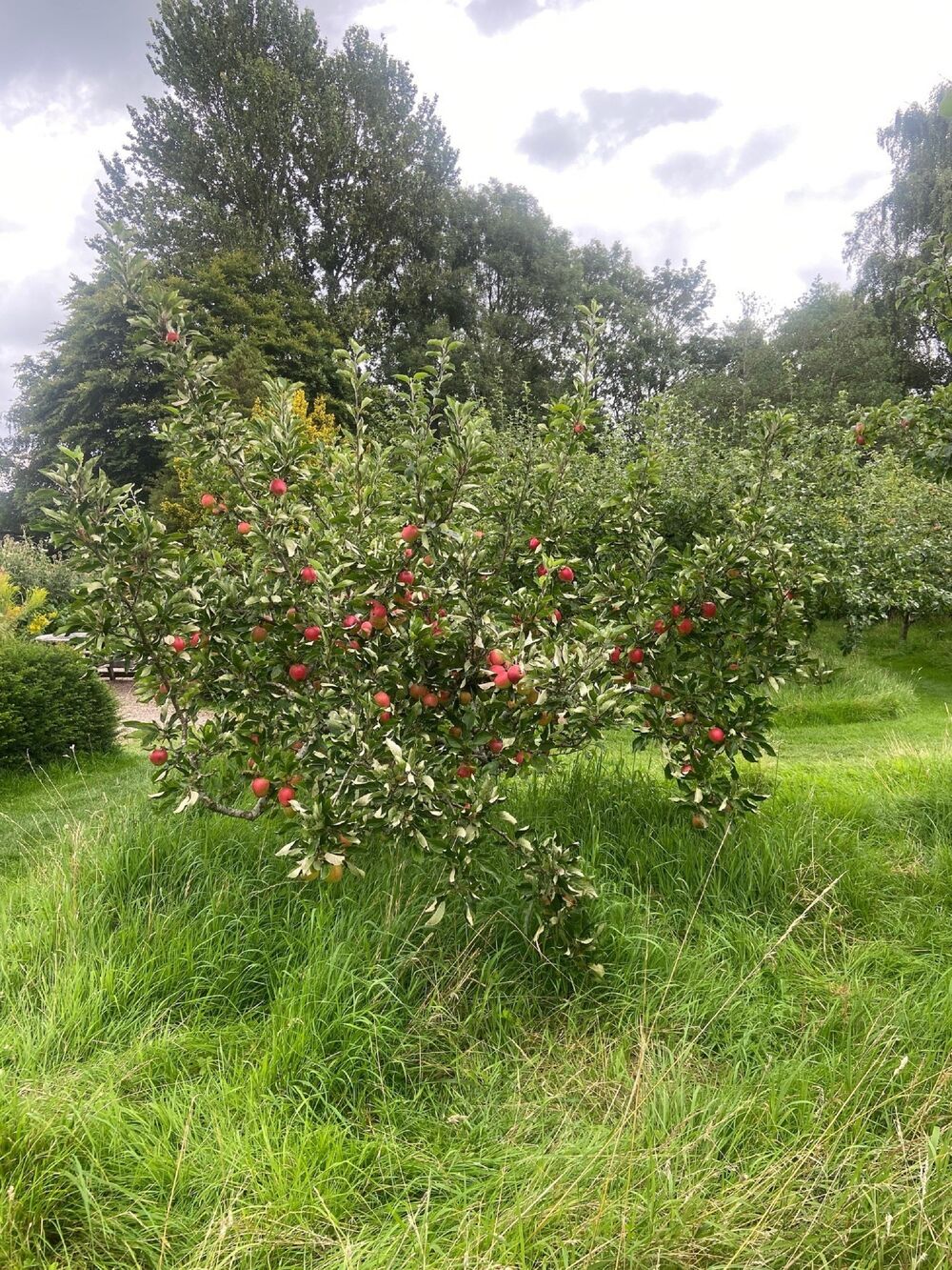 The PLANTS project: apples at Priorwood… | National Trust for Scotland