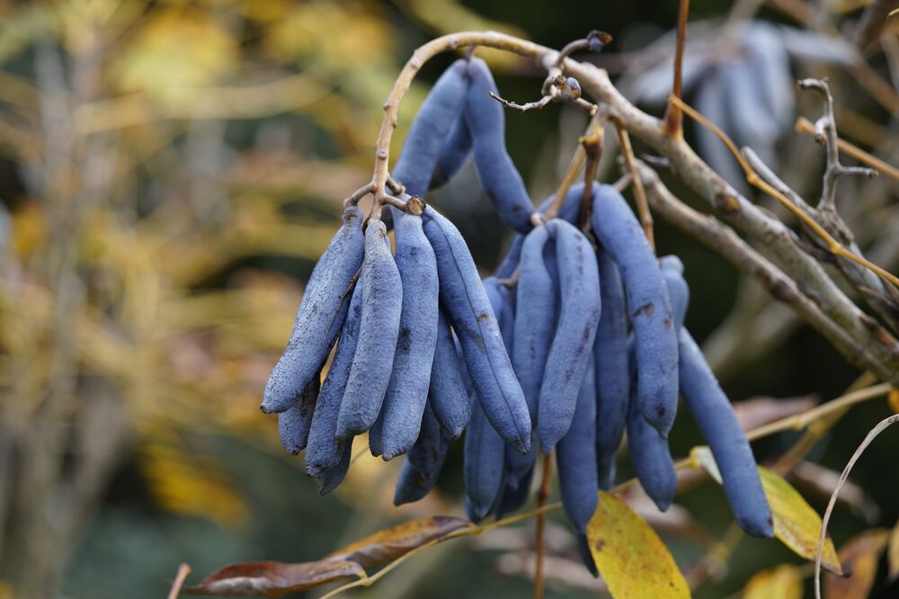 8 petrifying plants for Halloween | National Trust for Scotland