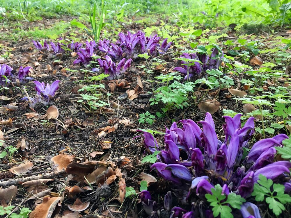 8 petrifying plants for Halloween | National Trust for Scotland