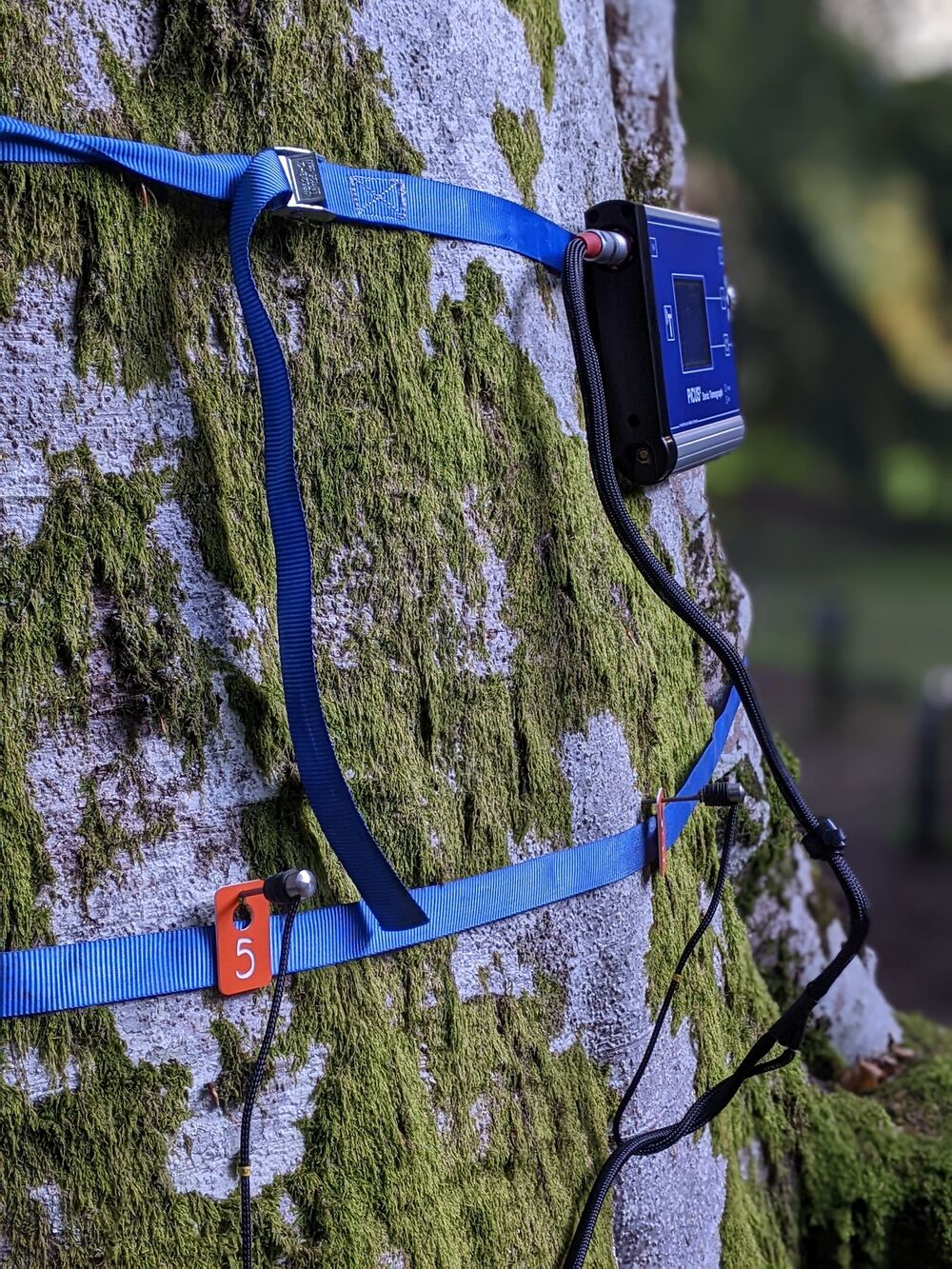 Veteran tree management – a new kind of… | National Trust for Scotland