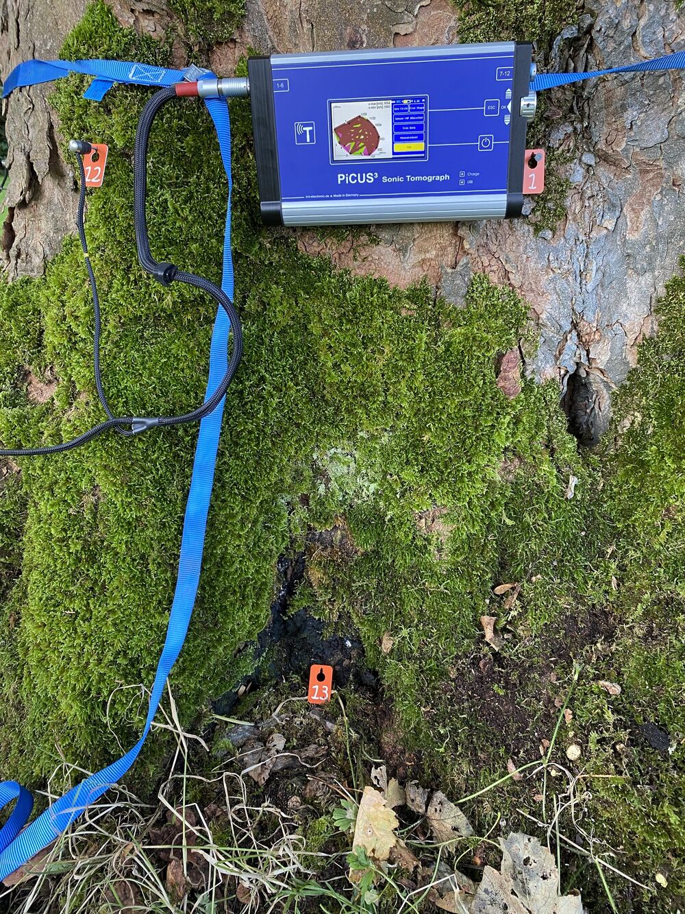 Veteran tree management – a new kind of… | National Trust for Scotland