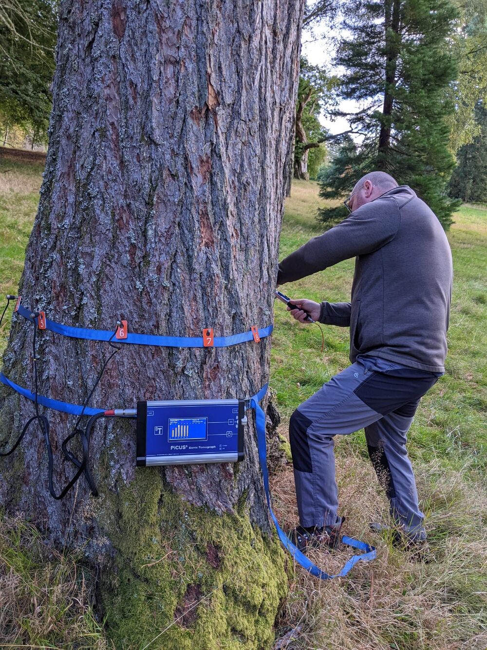 Veteran tree management – a new kind of… | National Trust for Scotland
