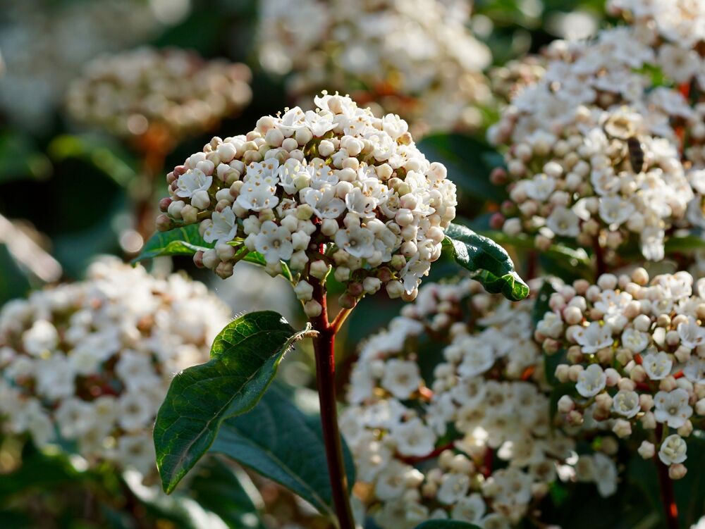 12 must-have plants for Christmas | National Trust for Scotland