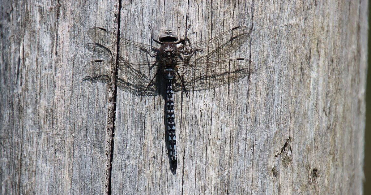 Rare dragonflies discovered at Mar… | National Trust for Scotland