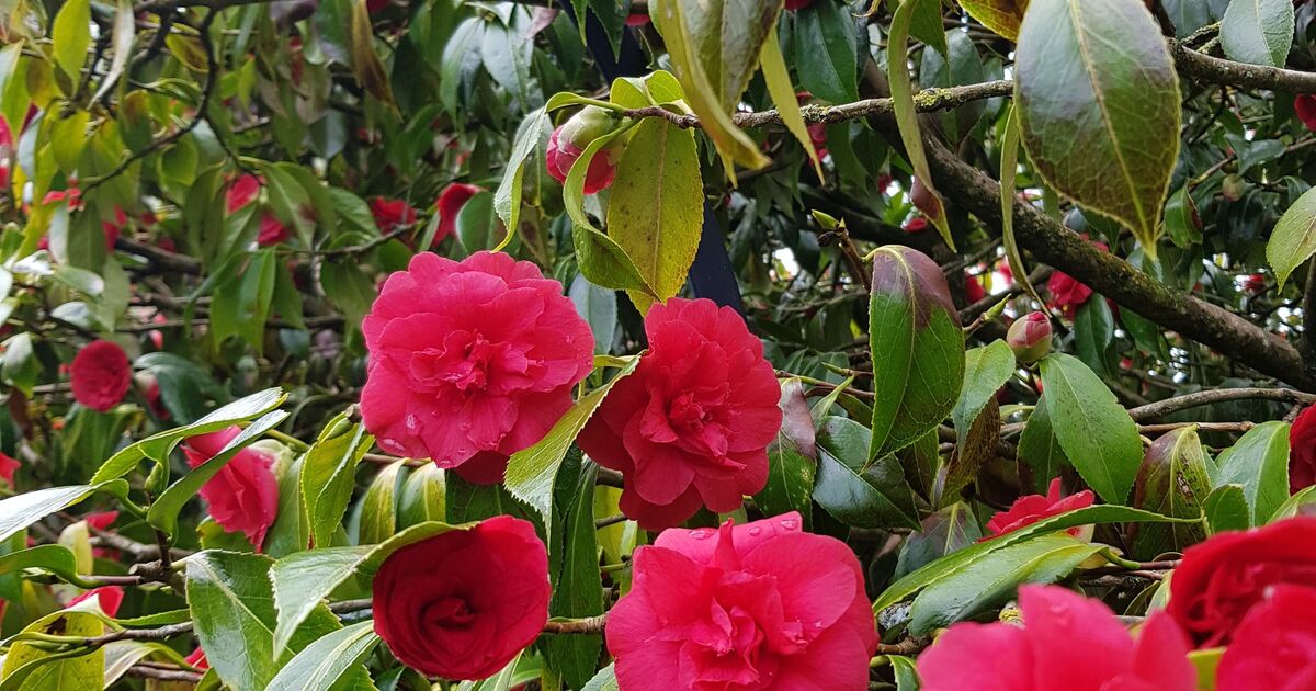 Plant Journeys blog post #2 – Camellia:… | National Trust for Scotland