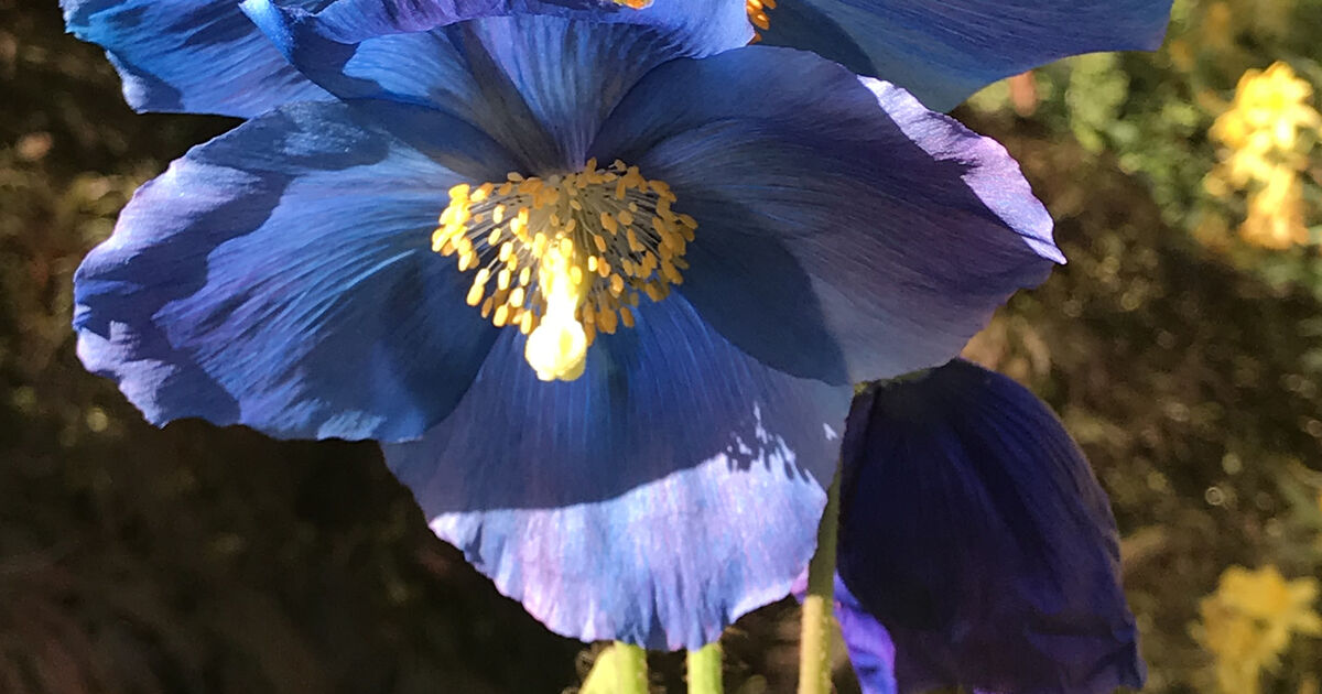 National Collections | National Trust for Scotland