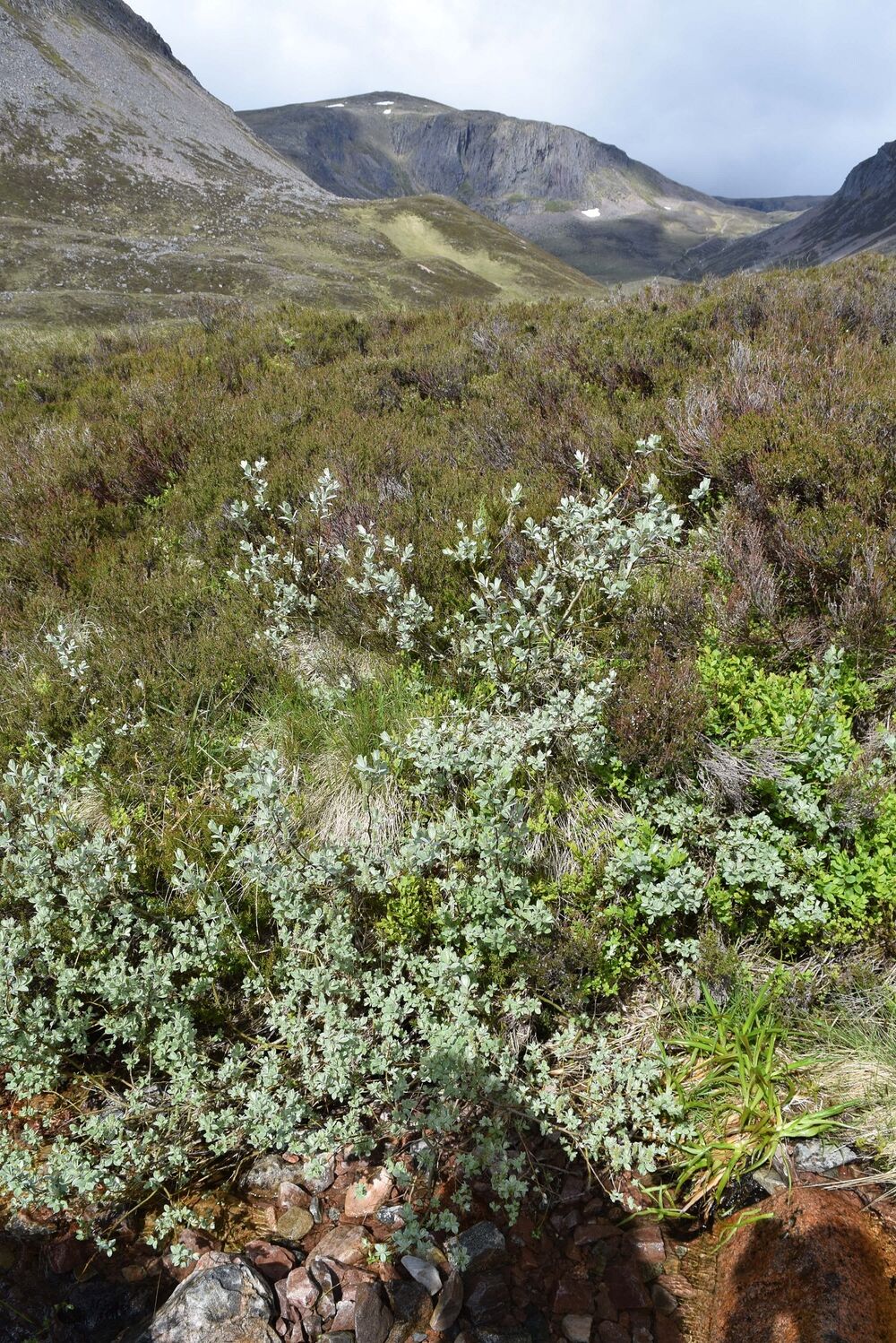 Willow recovery taking root at Mar… | National Trust for Scotland