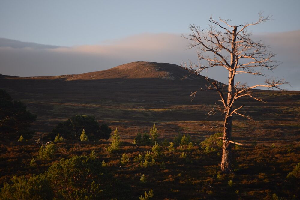 Small but significant – saving the… | National Trust for Scotland