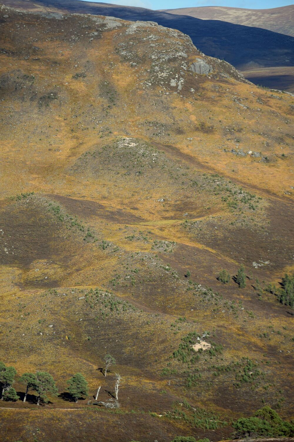 Scotland’s missing habitat – restoring… | National Trust for Scotland