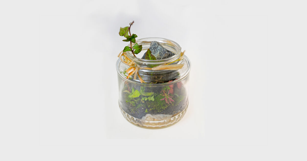 How to make a jam jar garden | National Trust for Scotland
