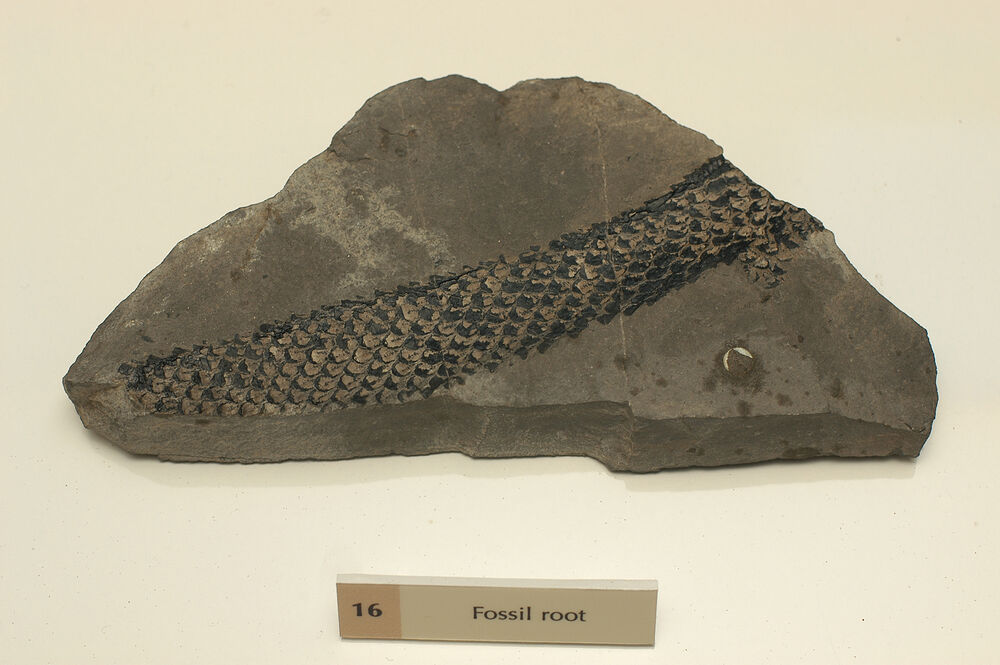 Fossils and forefathers (geology rocks!) | National Trust for Scotland