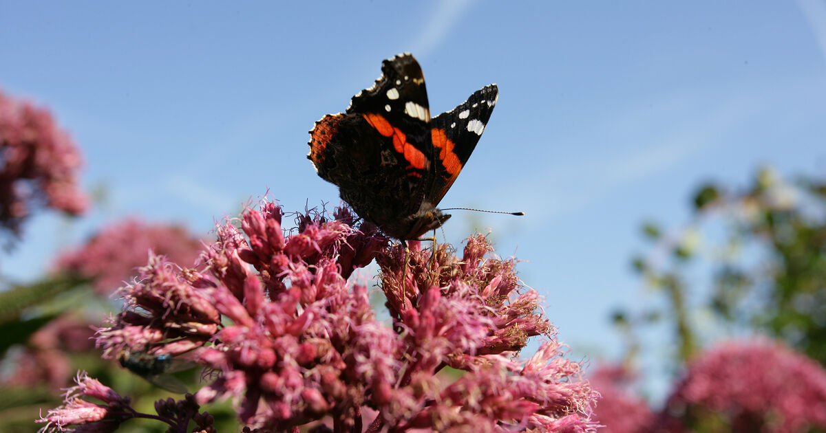 Summer wildlife | National Trust for Scotland