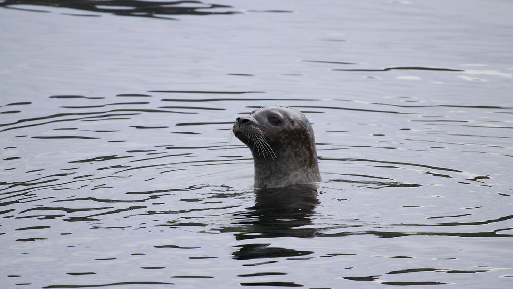 From sea to sky: the Big 5 at Inverewe | National Trust for Scotland