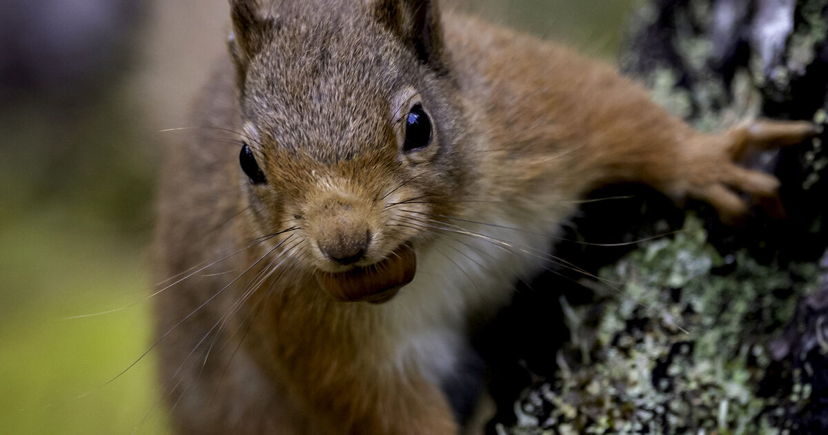 Red squirrel success story at Inverewe | National Trust for Scotland