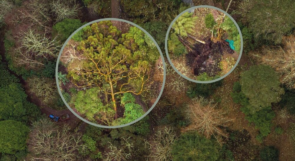 Dedicate a tree | National Trust for Scotland