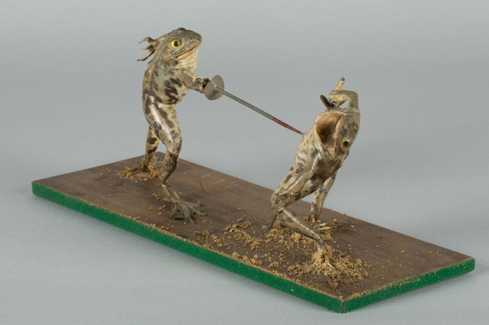 A ribbiting display | National Trust for Scotland