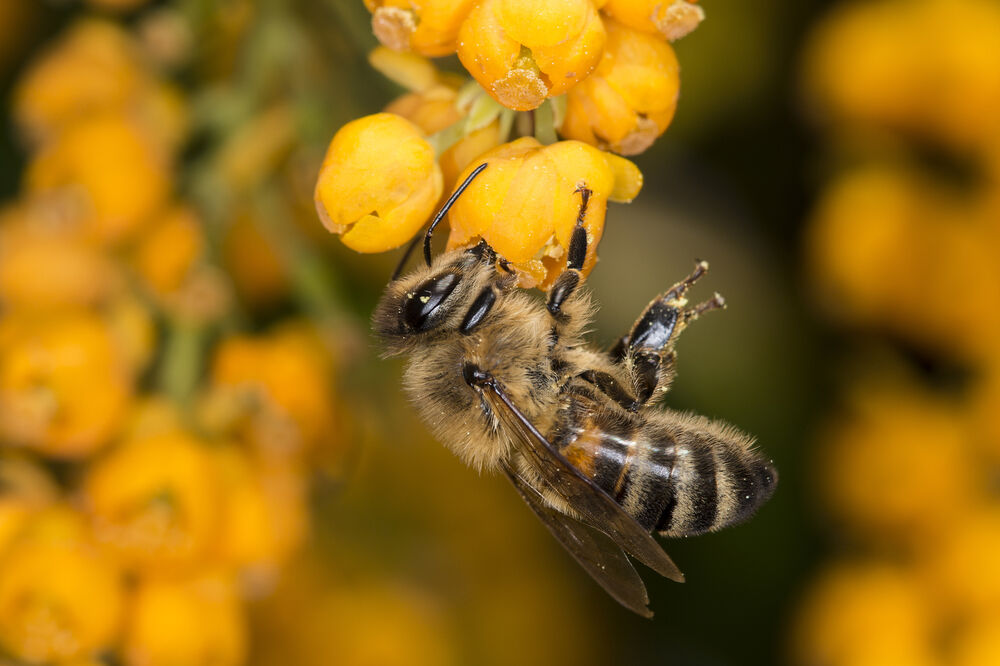 Fantastic five at Pitmedden Garden | National Trust for Scotland
