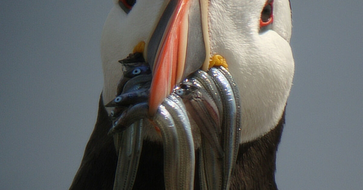 Conservation work | National Trust for Scotland