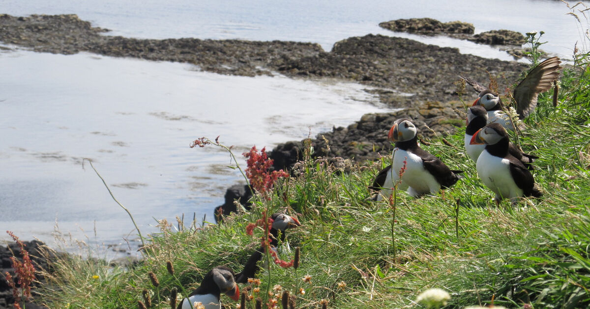Caring for Staffa | National Trust for Scotland