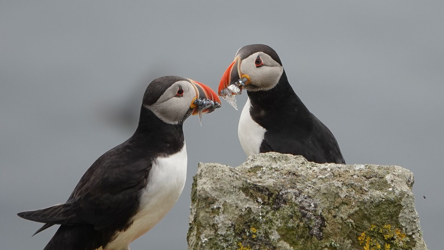 End sandeel fishing to protect… | National Trust for Scotland