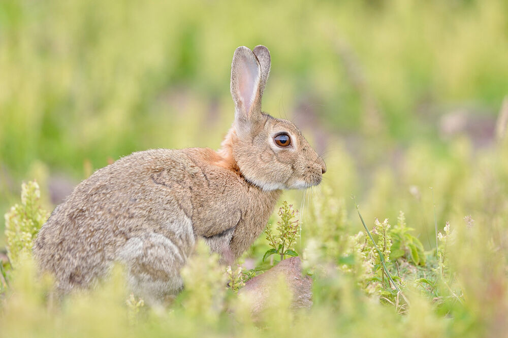 Crathes Garden blog #22: 1066 and all… | National Trust for Scotland