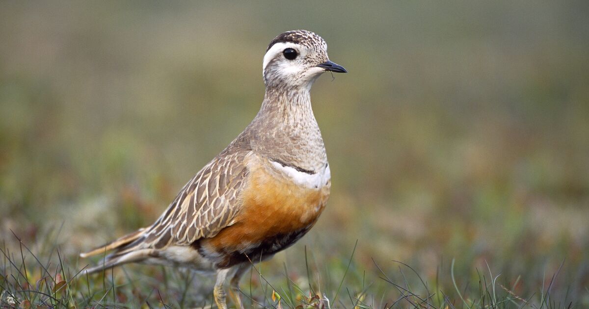 Wildlife spotter’s guide: Mar Lodge… | National Trust for Scotland