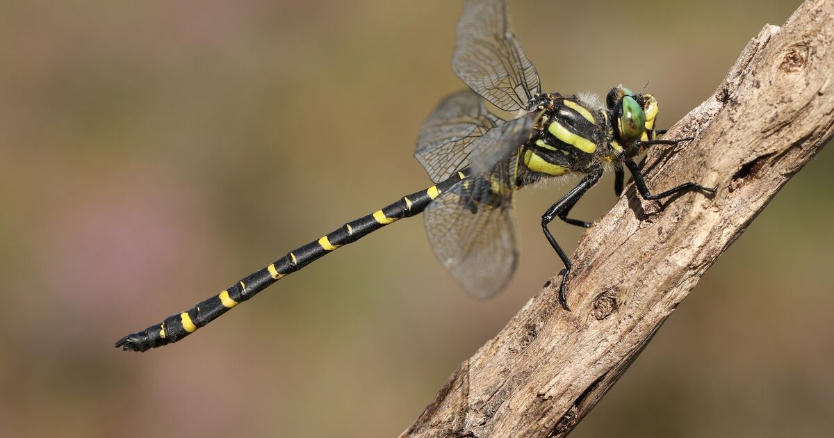Spotter's guide: Insects | National Trust for Scotland