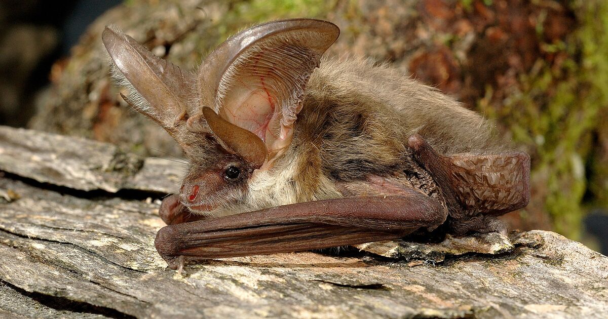 The bat man | National Trust for Scotland