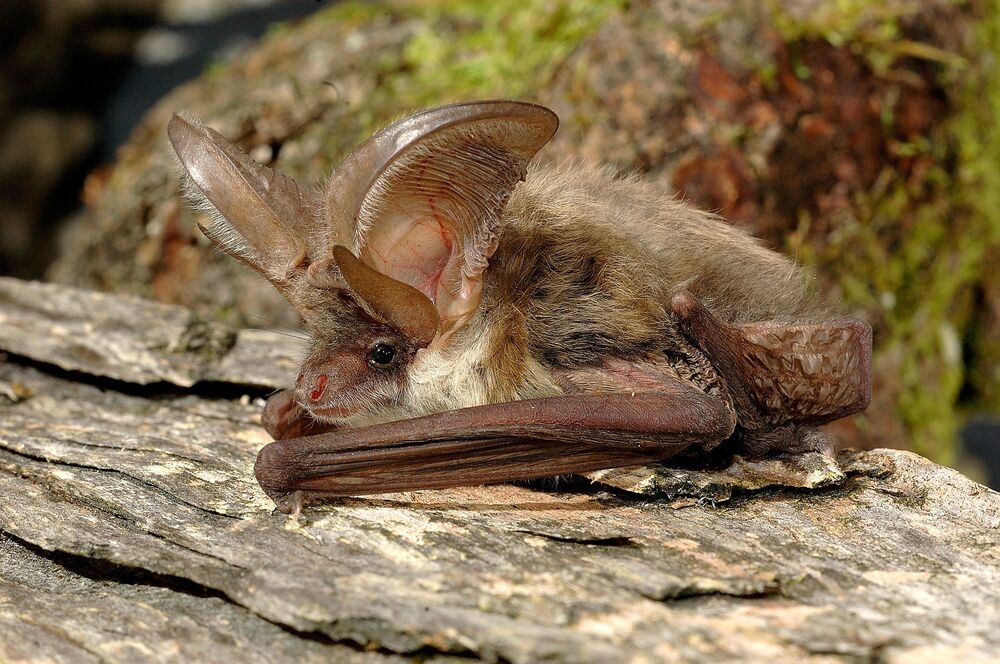 Wildlife | National Trust for Scotland