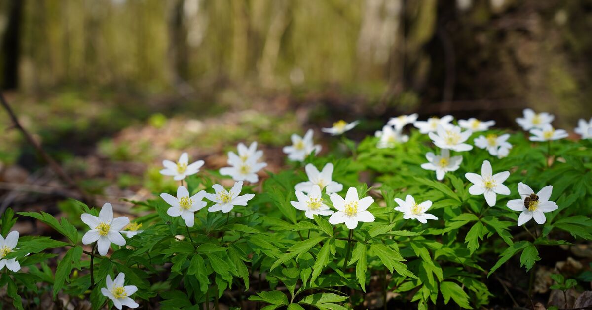 Spring: highlights of the season | National Trust for Scotland