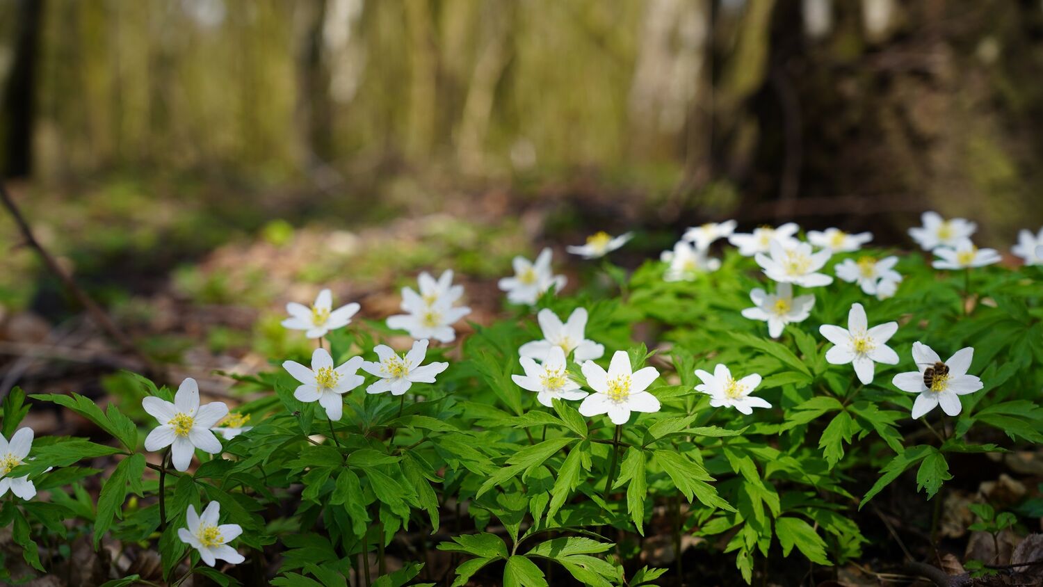 Spring: highlights of the season | National Trust for Scotland