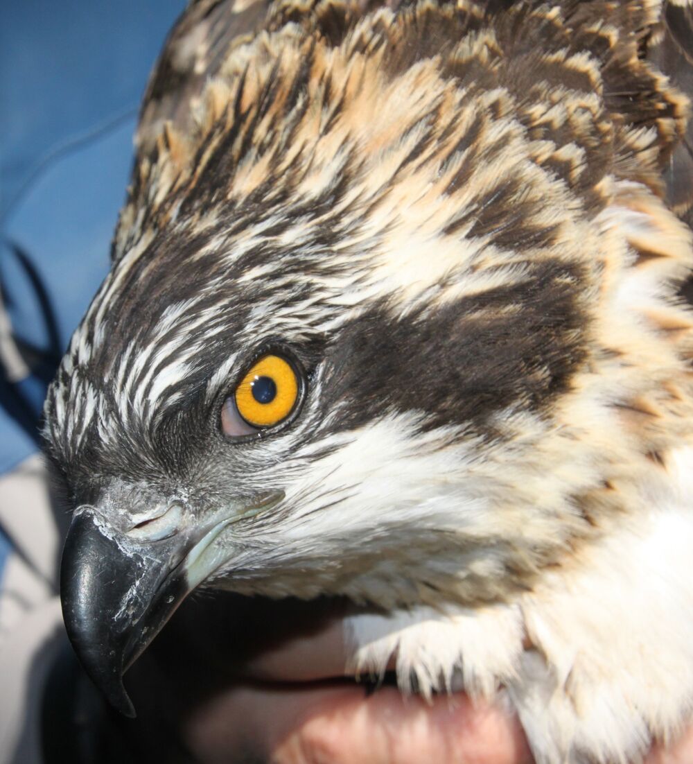Great news for osprey conservation | National Trust for Scotland