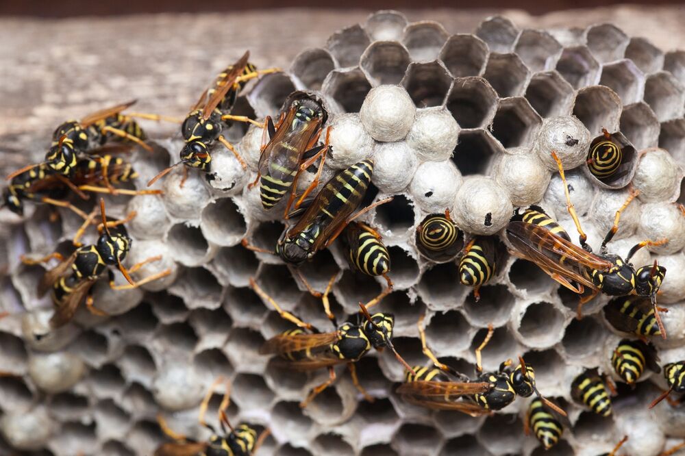 Wasps – a picnic ruined | National Trust for Scotland
