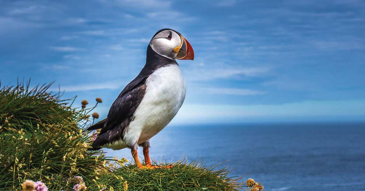 A puffin walk on Canna | National Trust for Scotland