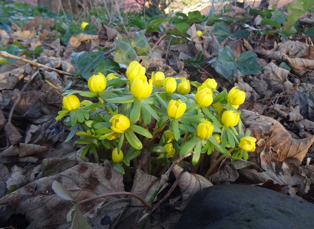 Blooming gorgeous: winter aconite | National Trust for Scotland