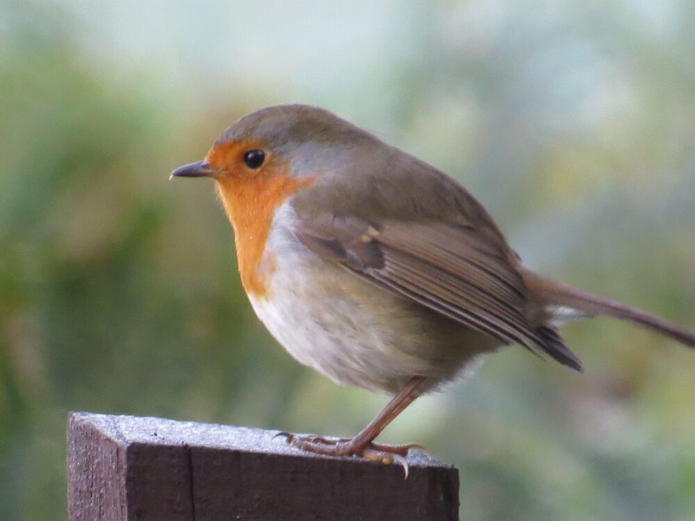 Following the Coy Burn | National Trust for Scotland