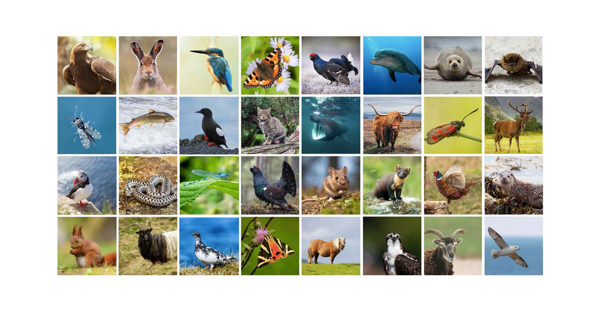 Scottish Animal World Cup | National Trust for Scotland