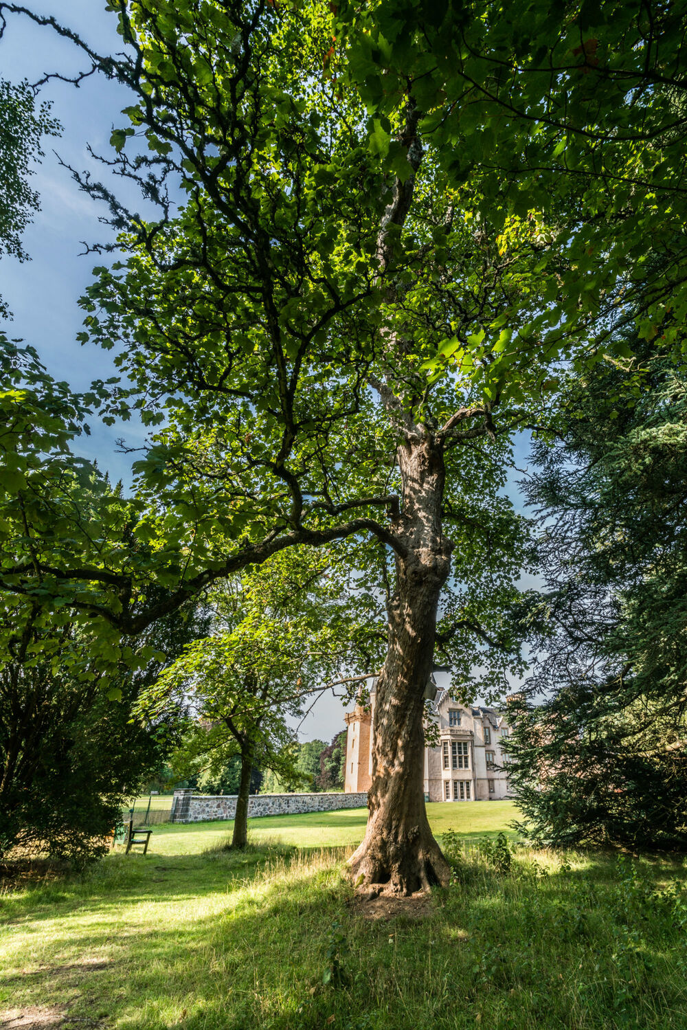 The secret life of trees at Brodie | National Trust for Scotland