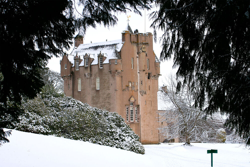 What mushrooms do in the winter | National Trust for Scotland